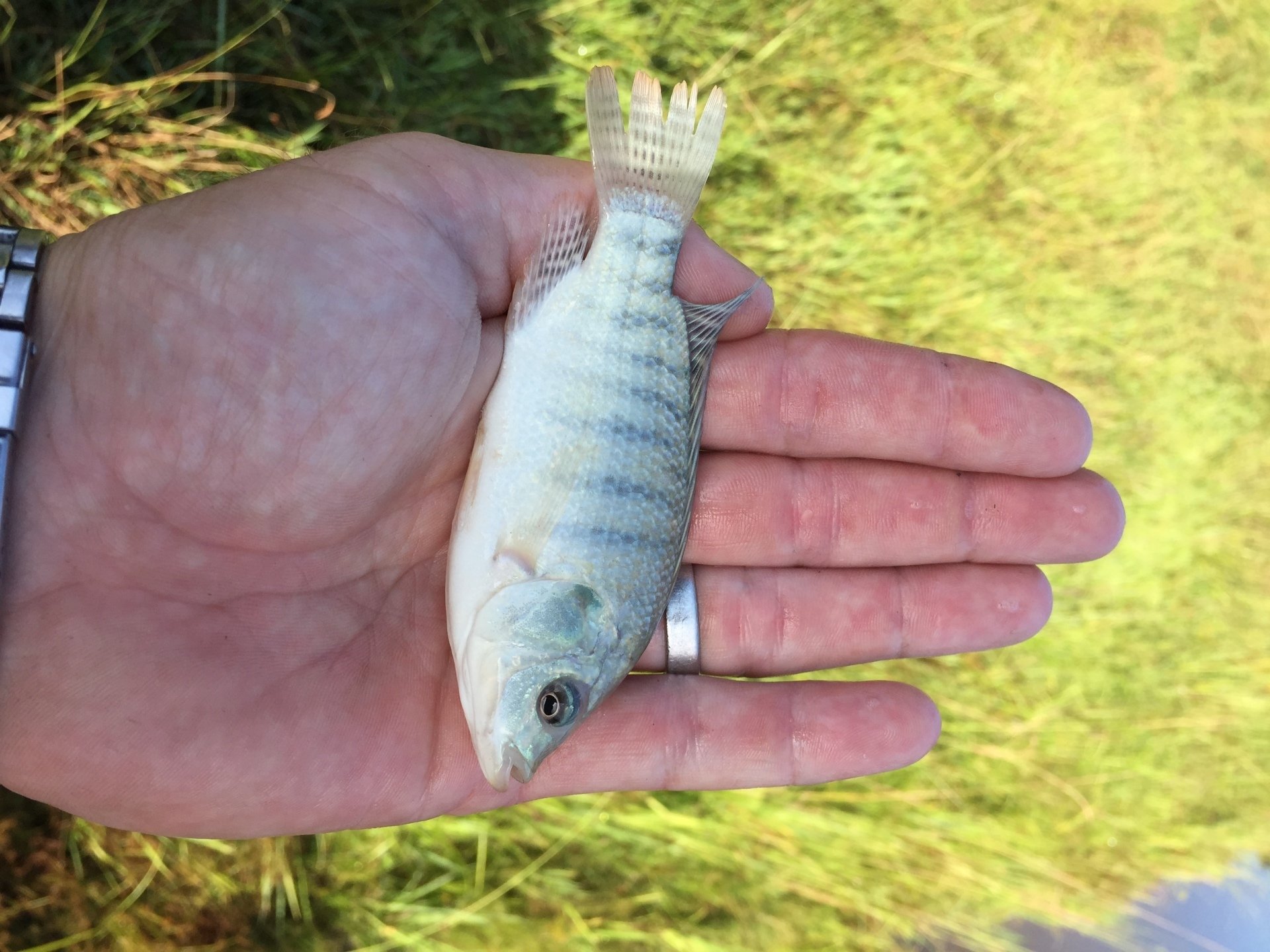 Fish Stocking Services | Pond Pro | AL