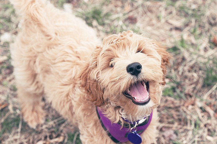 Qualified veterinary services | Animal Choice