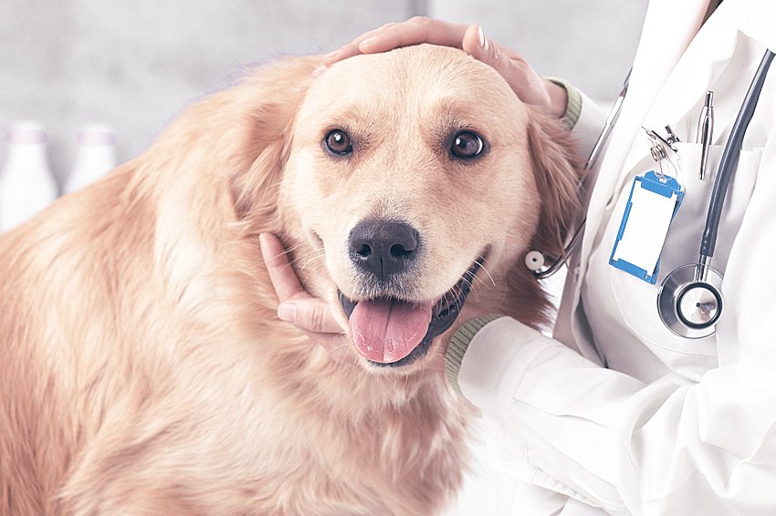 Qualified veterinary services | Animal Choice