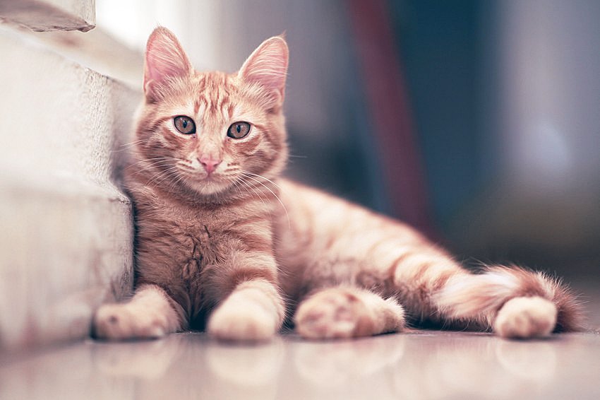 Qualified veterinary services | Animal Choice