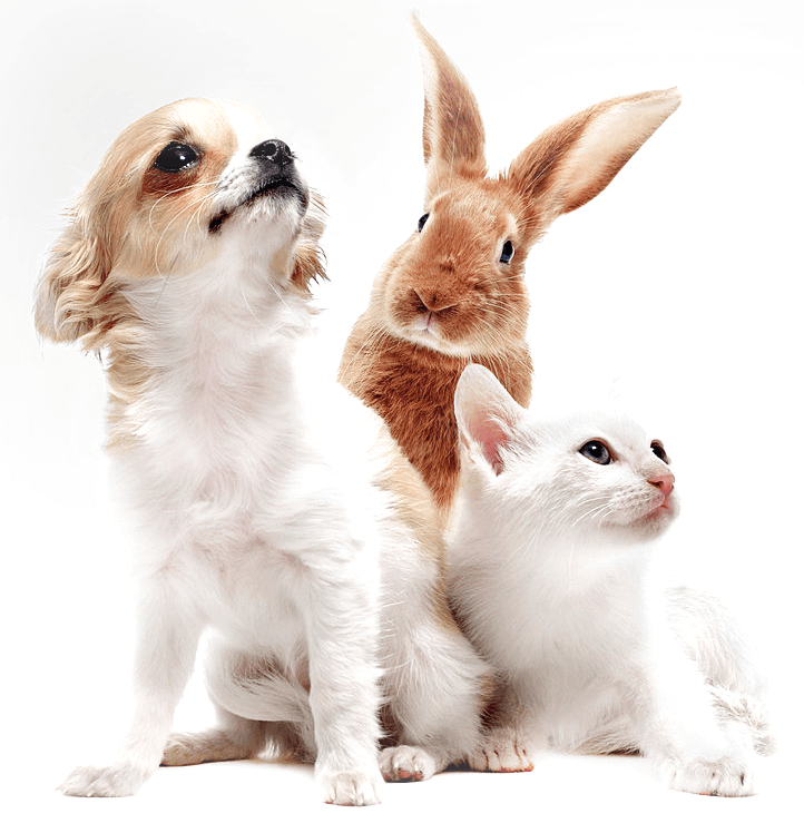 Qualified veterinary services | Animal Choice