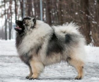 PetPom | Throwback Poms and Big Pomeranians