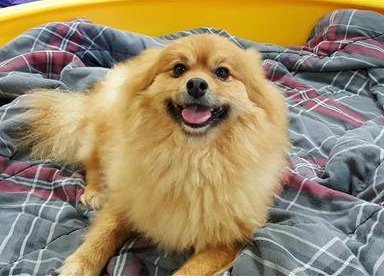 Pomeranian Pictures | The PetPom Photo Gallery