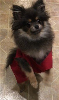 PetPom 2016 Pomeranian Halloween Costume Contest