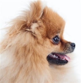 Teddy Bear Poms | Pomeranian Information Center