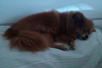 Pomeranian Sleep Habits | Puppies and Adults