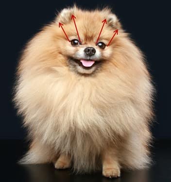 Pomeranian Ears Problems & Care | Infections | Cleaning