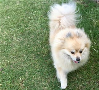 PetPom | Throwback Poms and Big Pomeranians