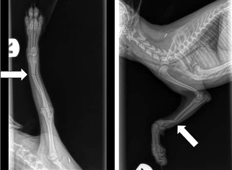 Pomeranians and Broken Bones