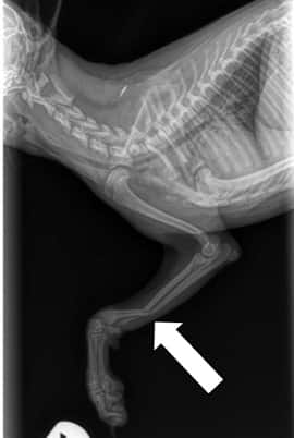 Pomeranians and Broken Bones
