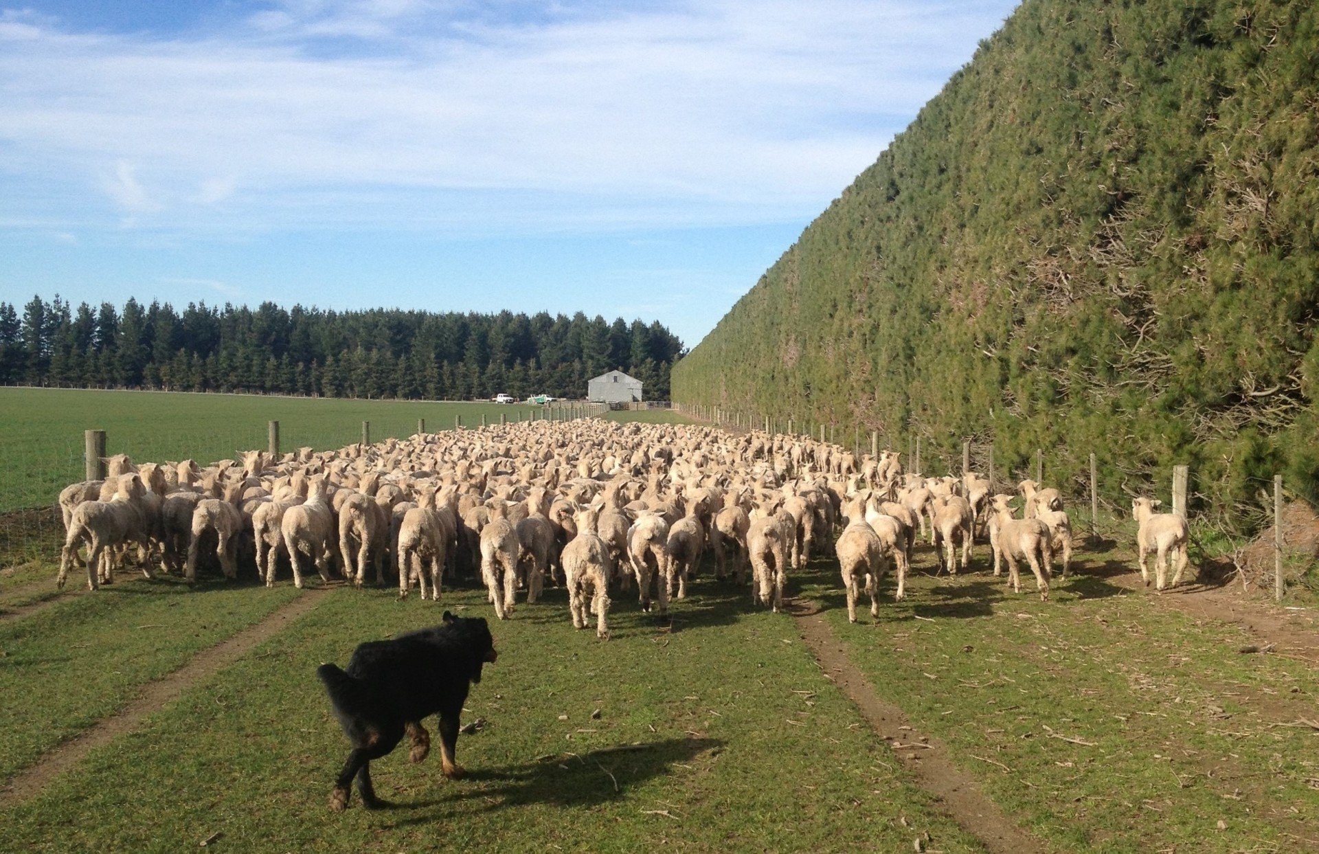 Hewson Farms operate a fully irrigated arable and vegetable farm in the ...