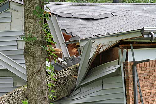 What to Do If a Tree Falls on Your Home