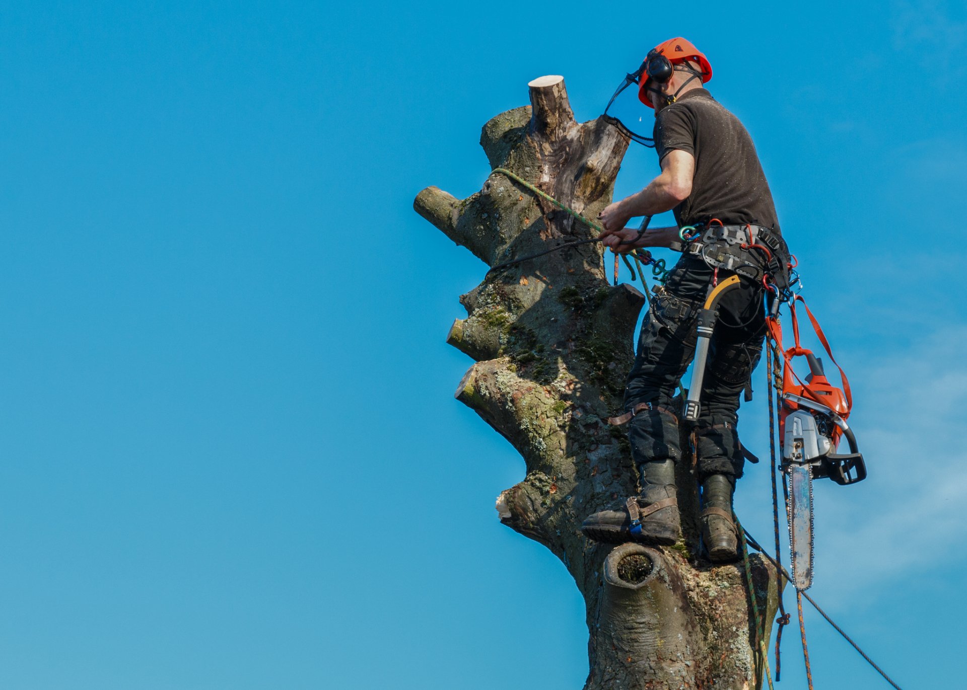 Jacksonville Tree Service | Big Ben's