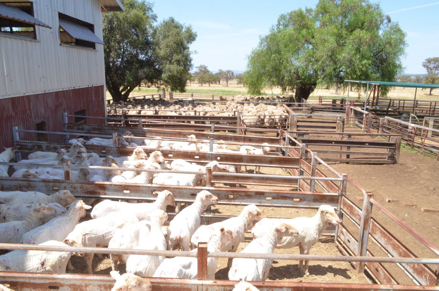 Gallery | Bungulla Partnership