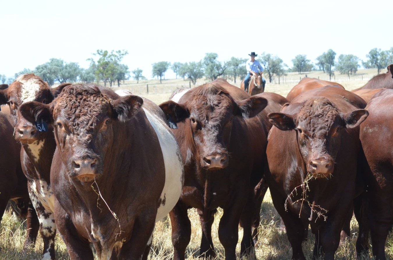 Gallery | Bungulla Partnership