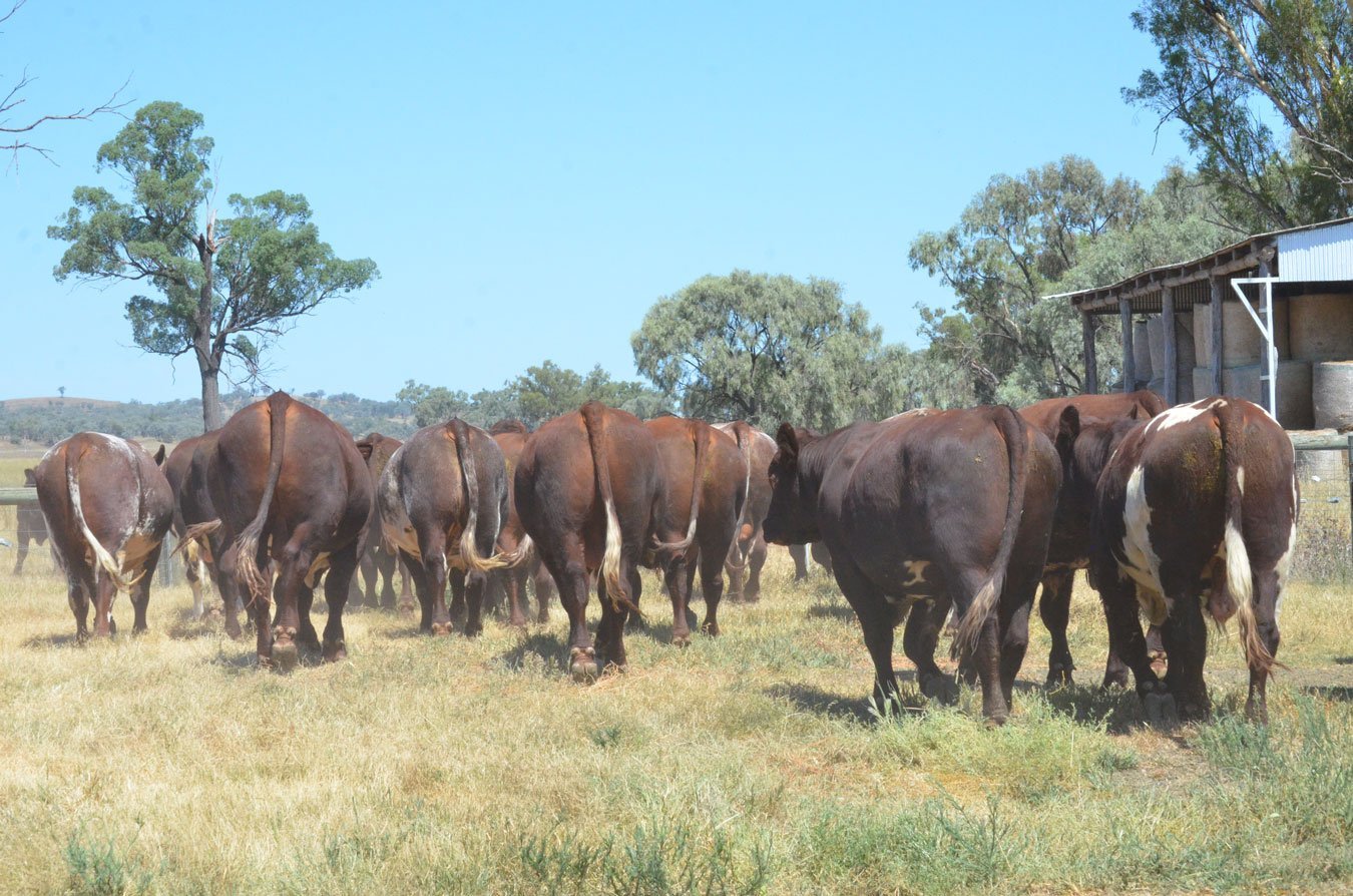 Gallery | Bungulla Partnership