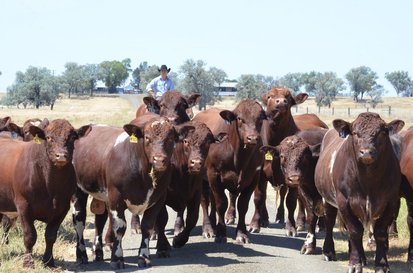 Gallery | Bungulla Partnership