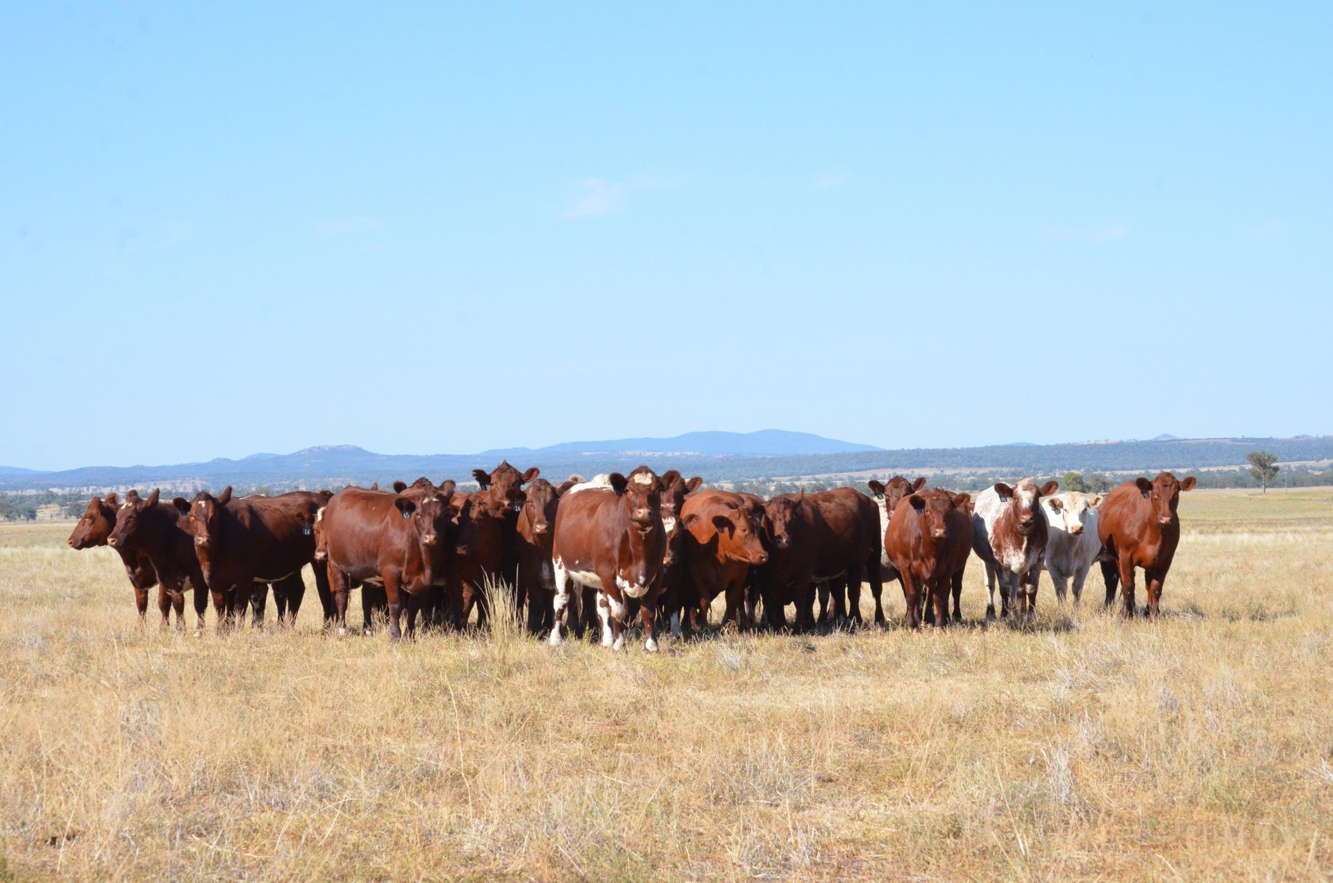 Gallery | Bungulla Partnership