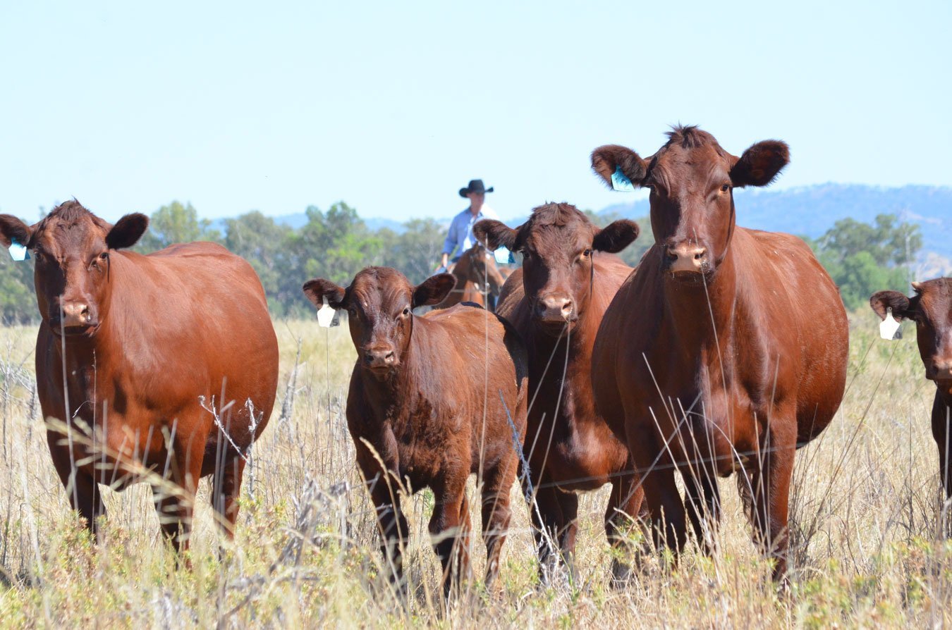 Gallery | Bungulla Partnership