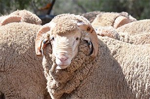 Bungulla Partnership