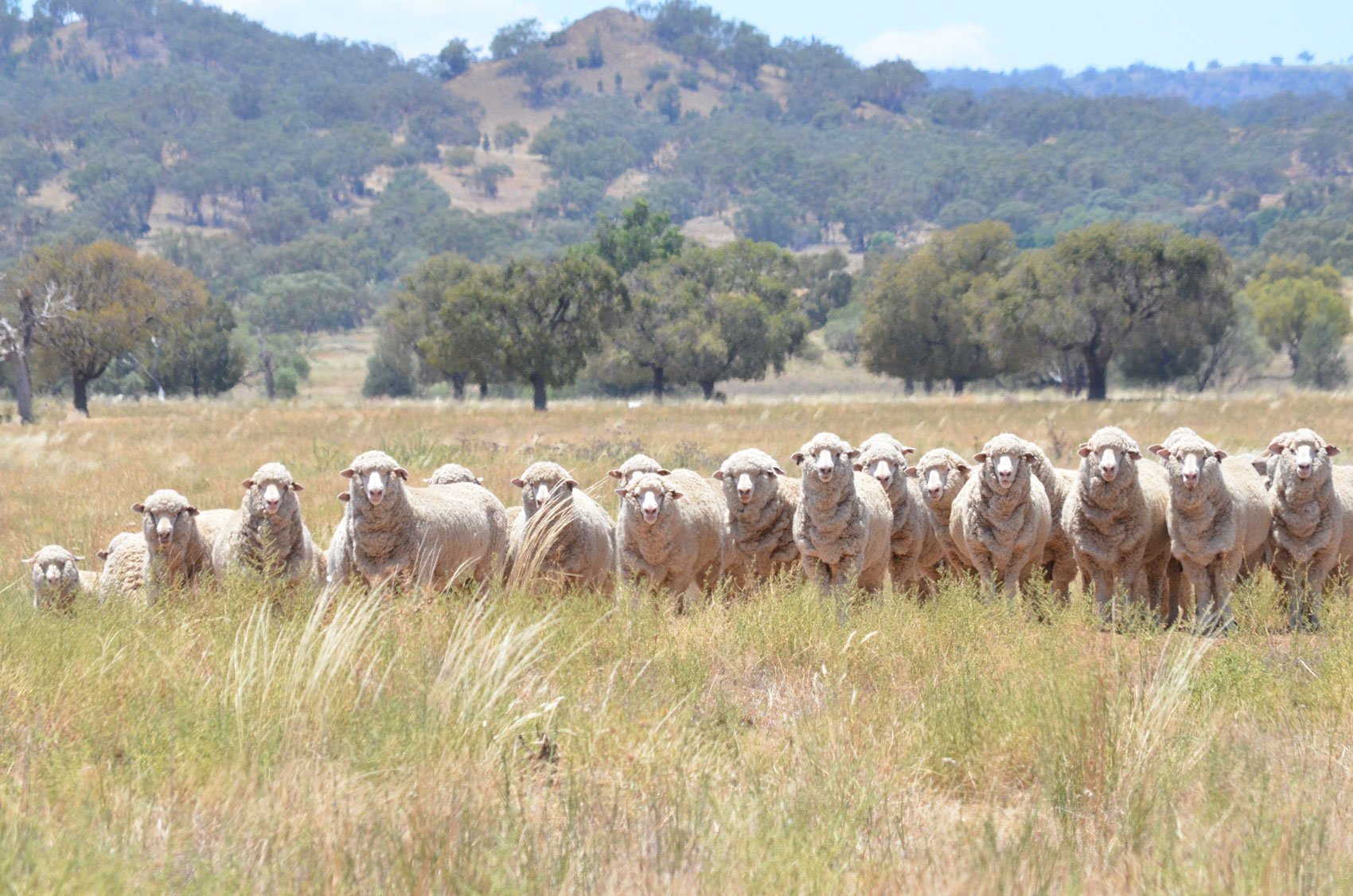 Gallery | Bungulla Partnership