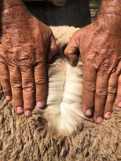 Merinos | Bungulla Partnership