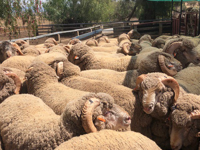 Merinos | Bungulla Partnership