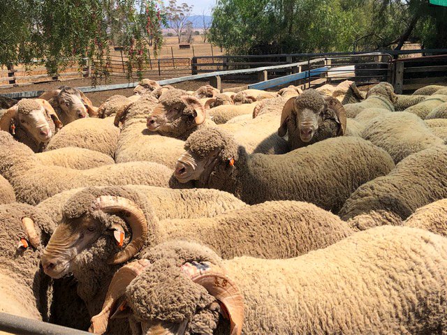 Merinos | Bungulla Partnership