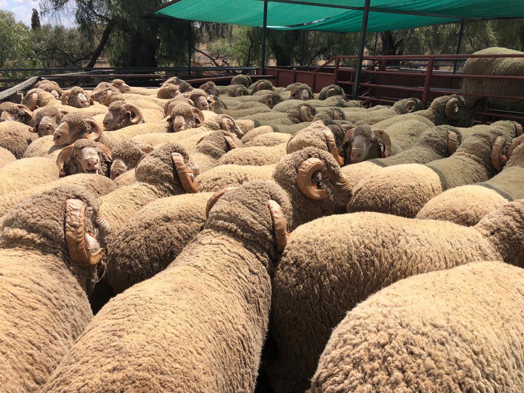 Merinos | Bungulla Partnership
