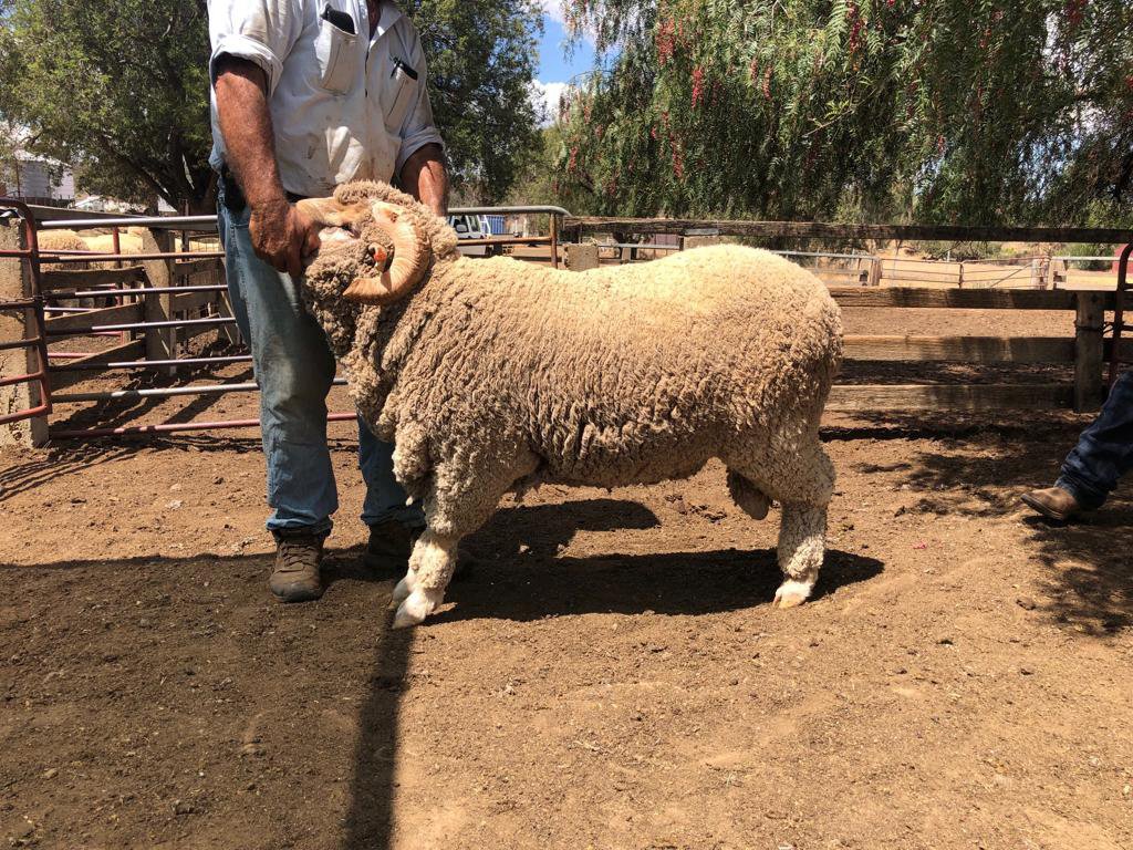 Merinos | Bungulla Partnership