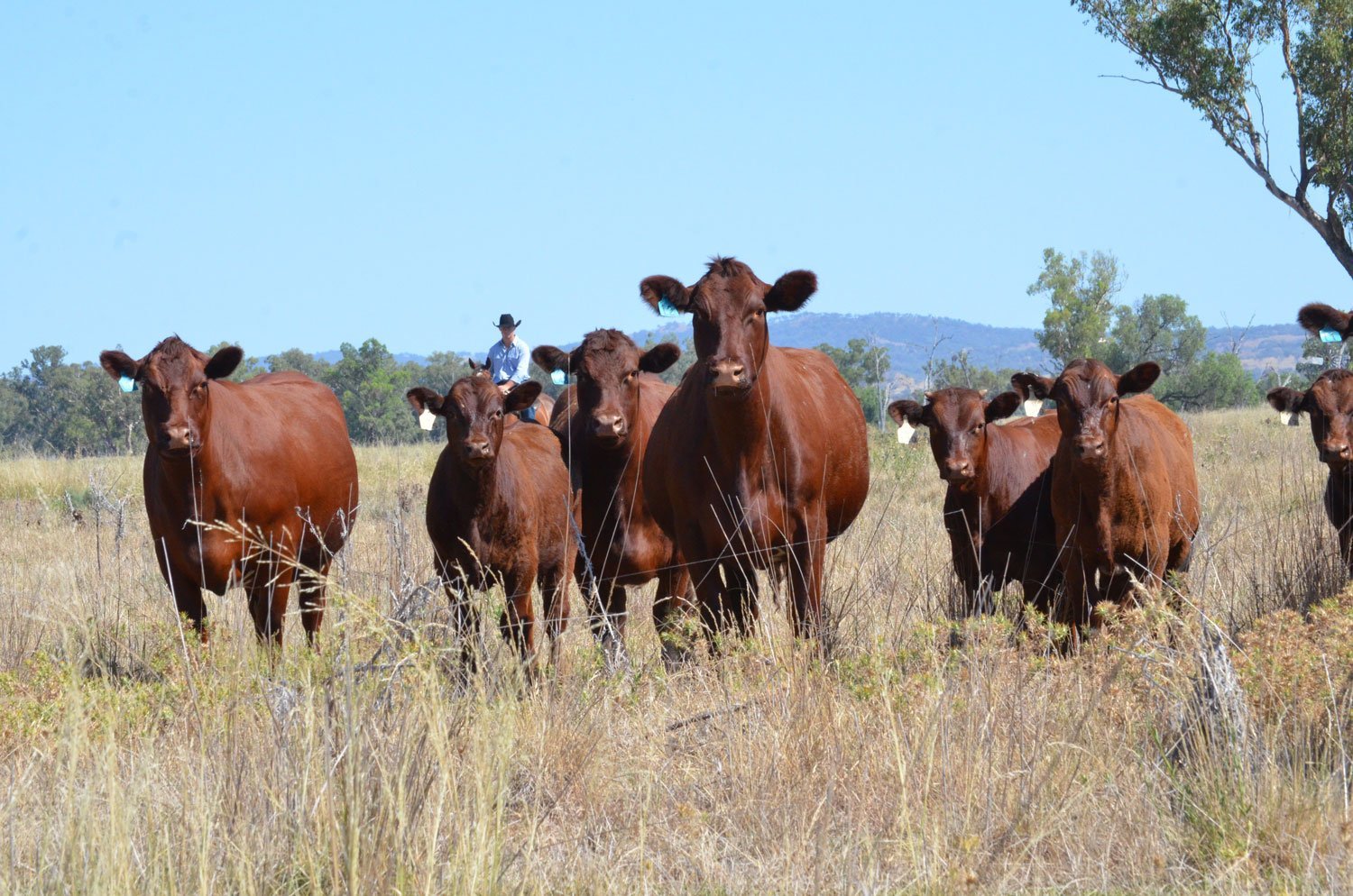 Gallery | Bungulla Partnership