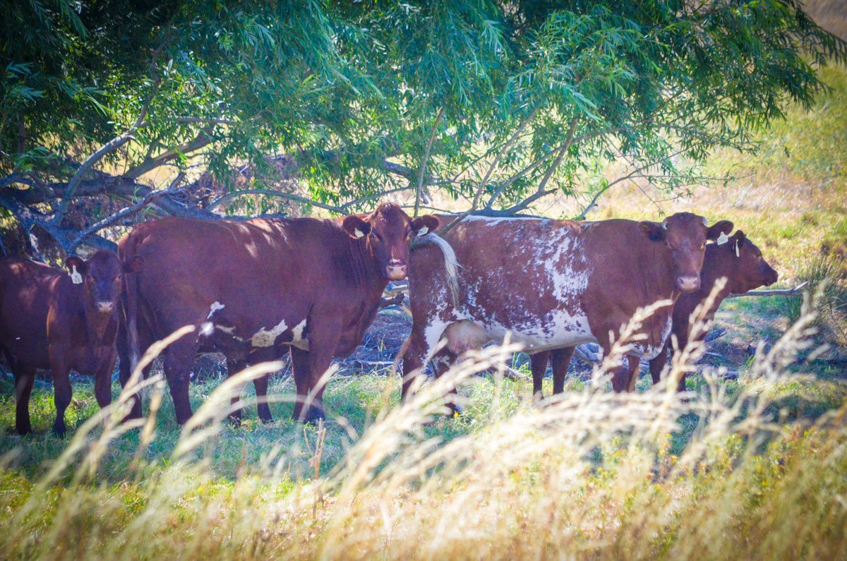 Gallery | Bungulla Partnership