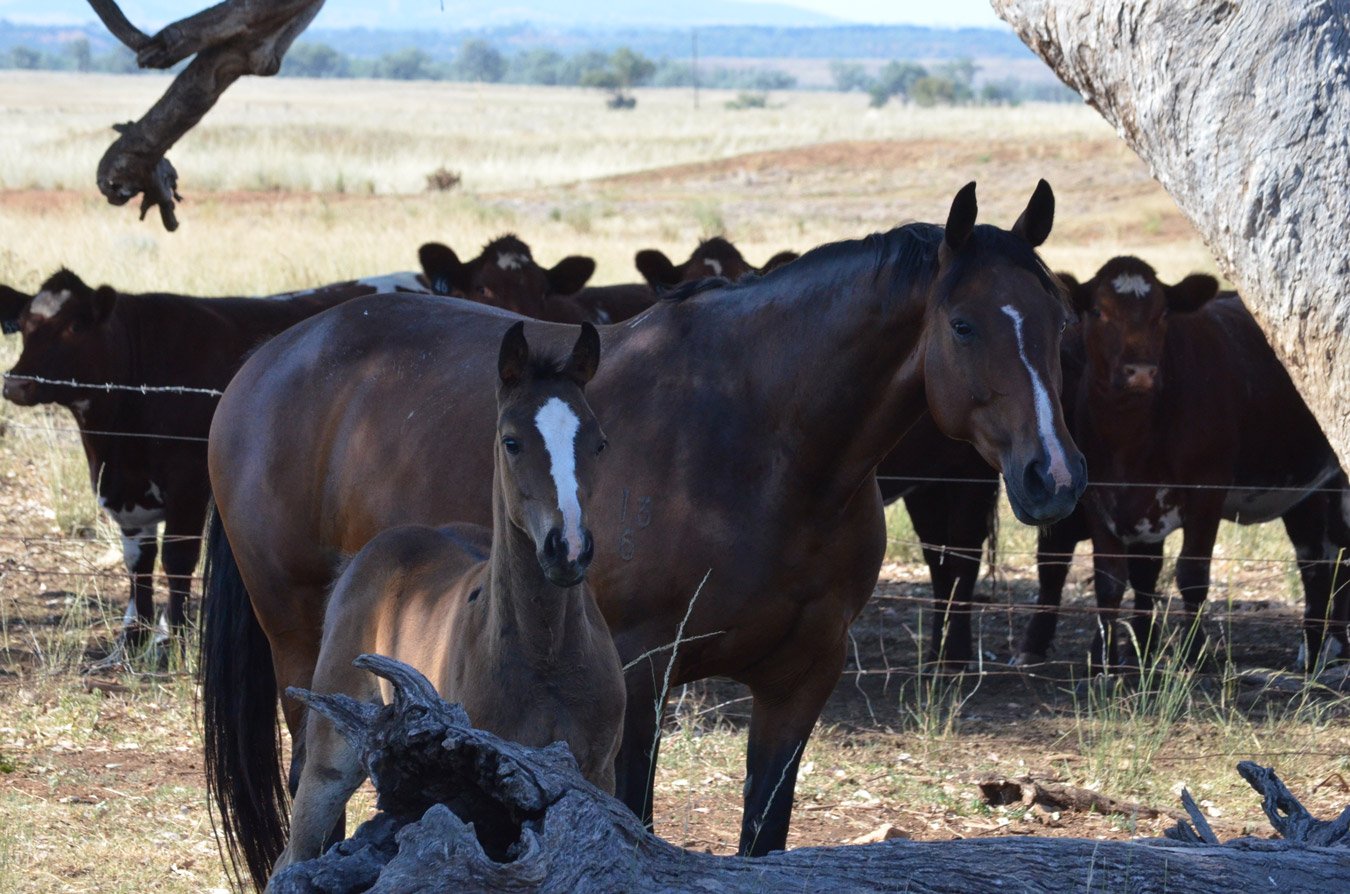 About Us | Bungulla Partnership