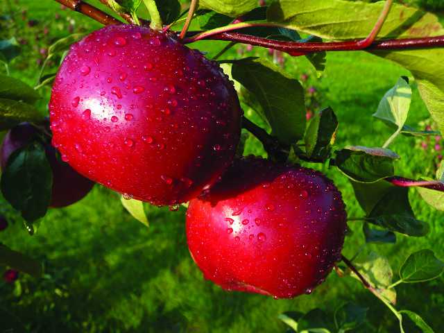Royal Oak Farm Orchard - Apples, U-Pick