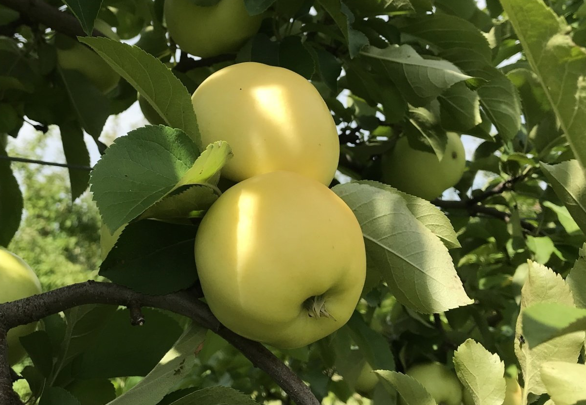 Royal Oak Farm Orchard - Apples, U-Pick