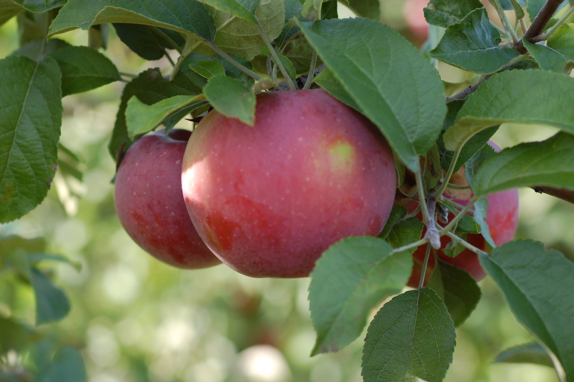 Royal Oak Farm Orchard - Apples, U-Pick