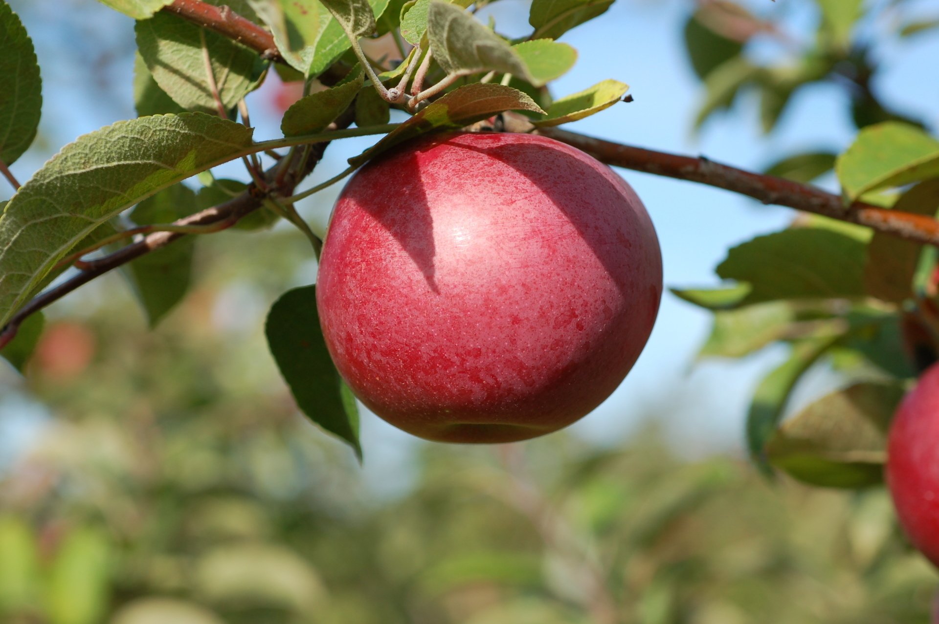 Royal Oak Farm Orchard - Apples, U-Pick