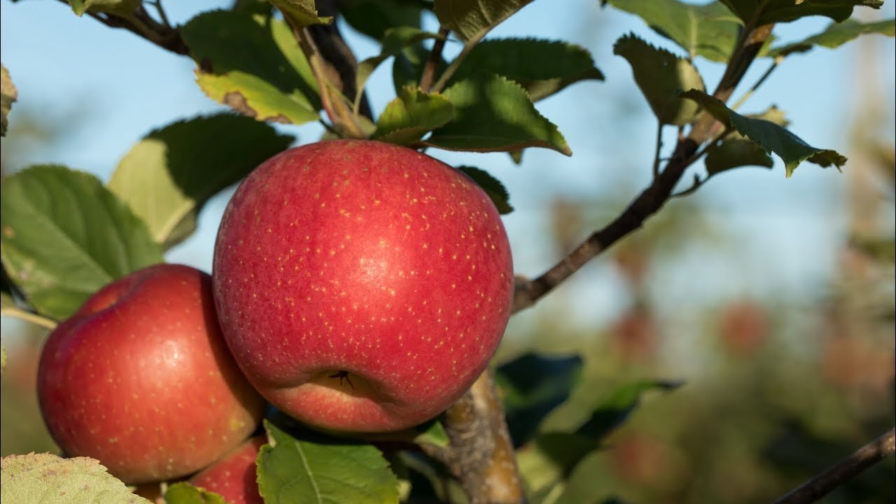 Royal Oak Farm Orchard - Apples, U-Pick