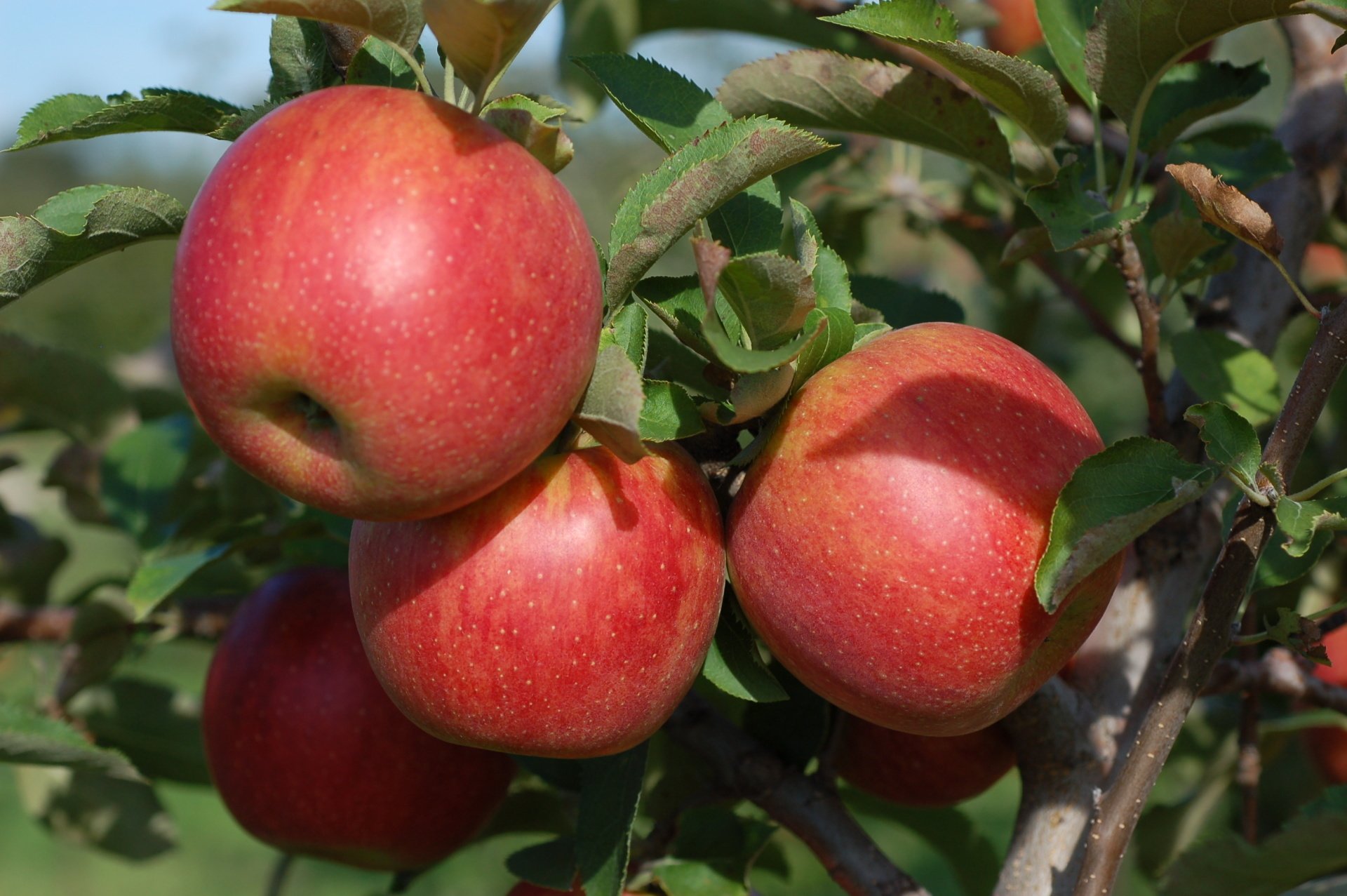 Royal Oak Farm Orchard - Apples, U-Pick