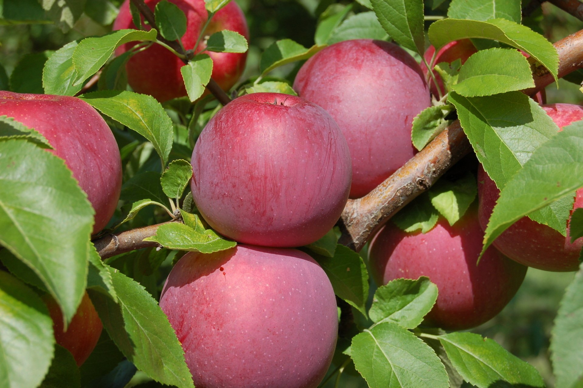 Royal Oak Farm Orchard - Apples, U-Pick