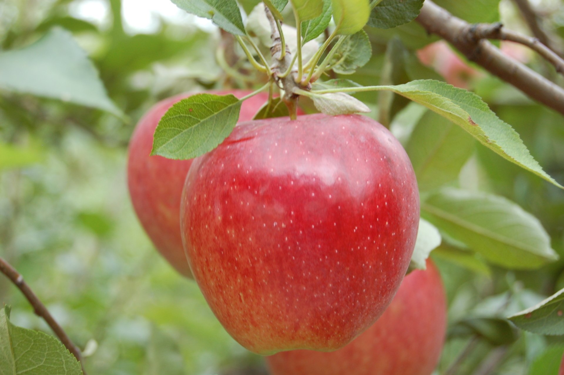 Royal Oak Farm Orchard - Apples, U-Pick