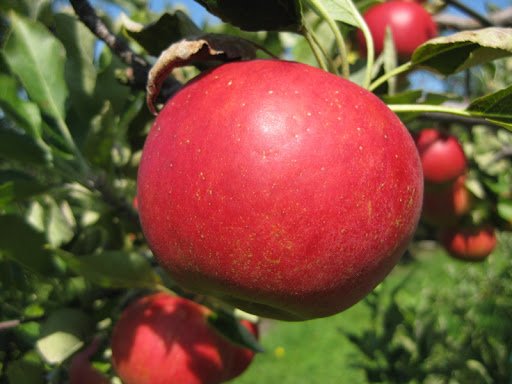 Royal Oak Farm Orchard - Apples, U-Pick