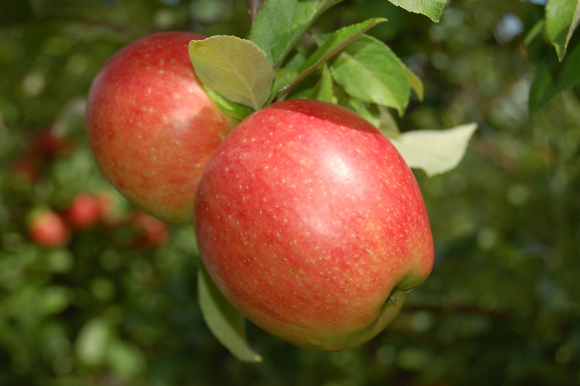 Royal Oak Farm Orchard - Apples, U-Pick
