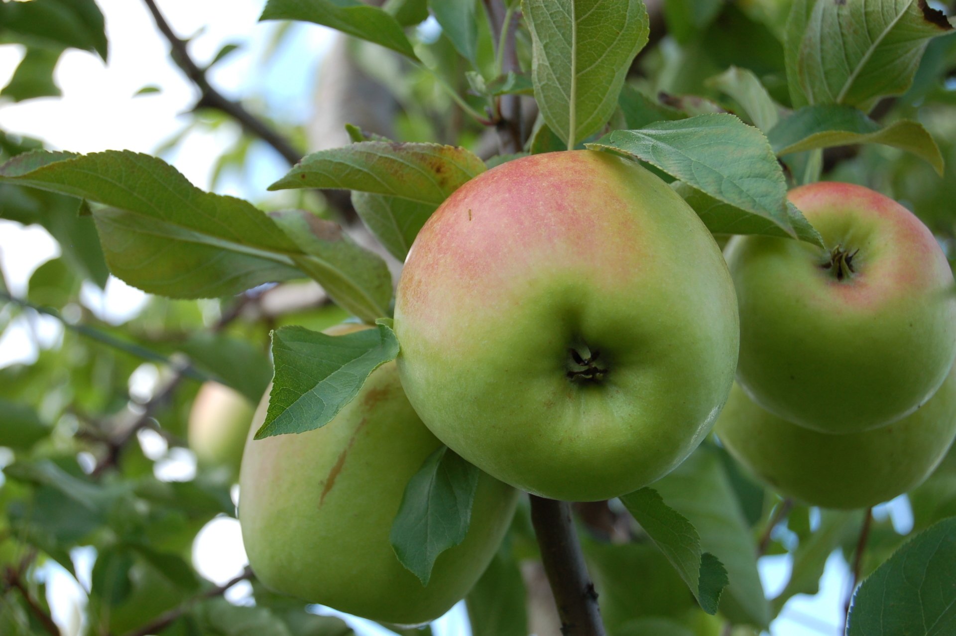 Royal Oak Farm Orchard - Apples, U-Pick