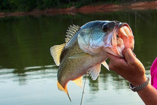 How to Fish for Bass?