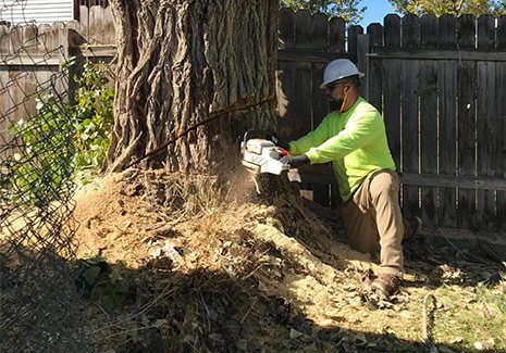 Tree Service | Salt Lake City, UT | Big City Tree Experts