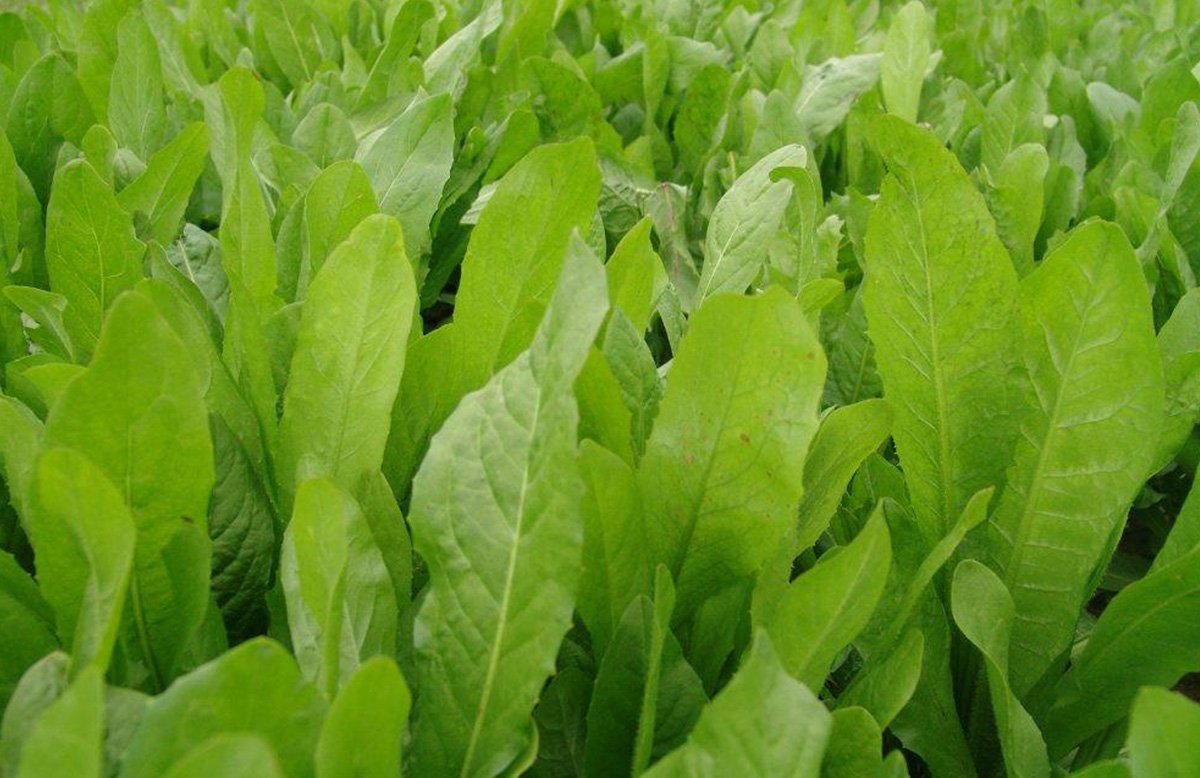 FORAGE CROPS