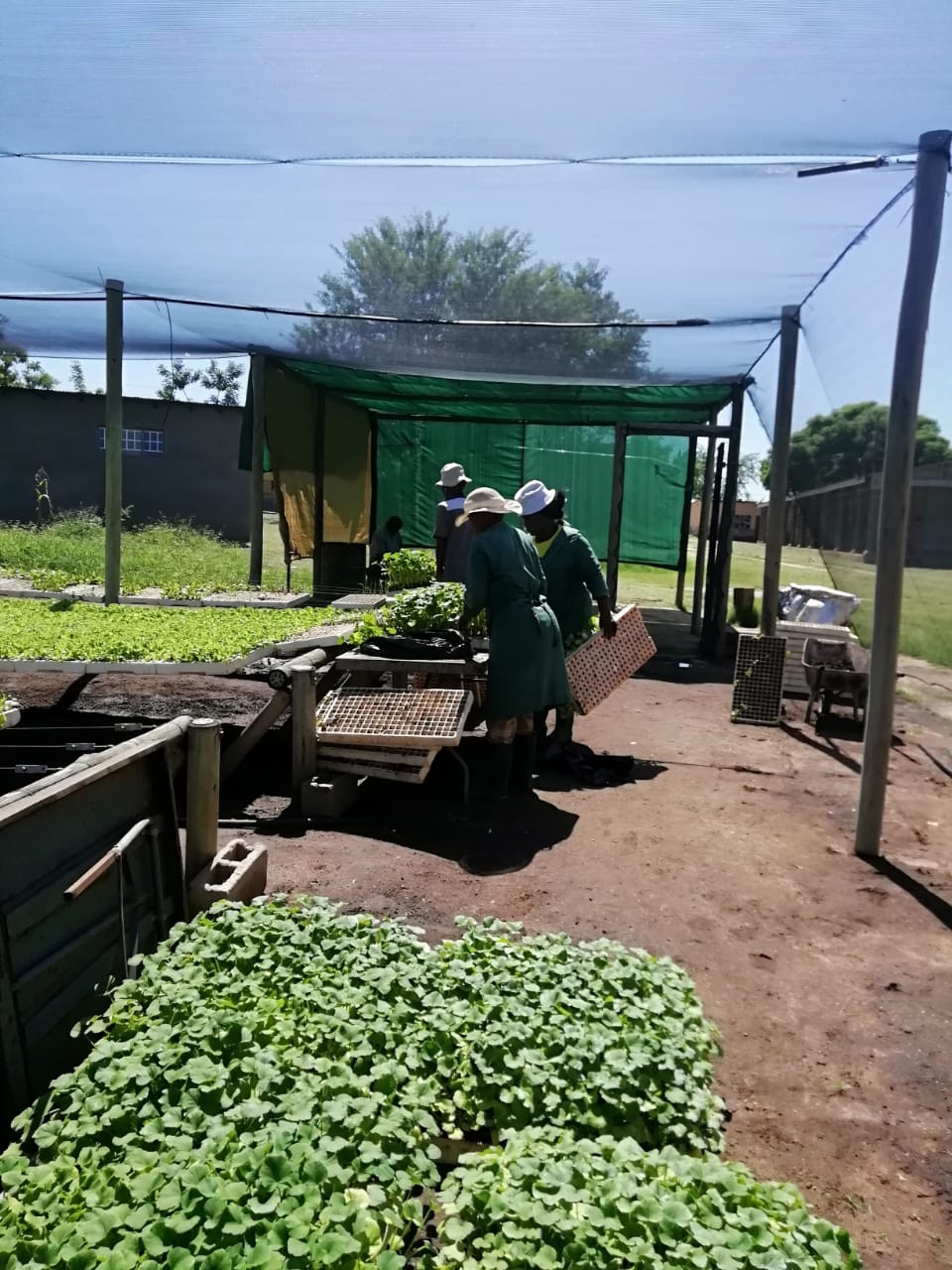 Seedlings and nursery projects