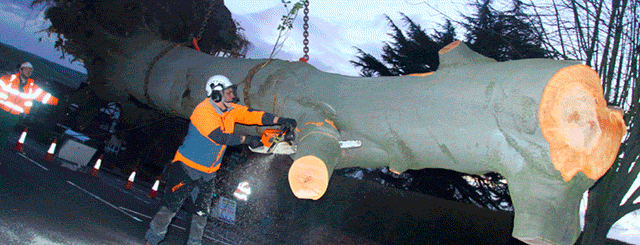 Tree Service Lyons – Spitting Chips