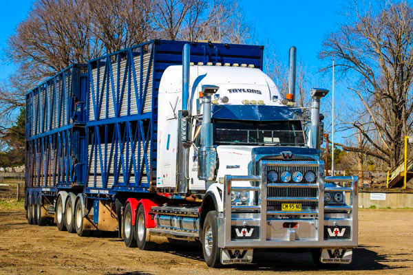 Livestock Transport in Glen Innes | Taylors Civil Construction Pty Ltd